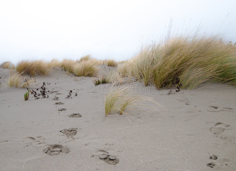 Beach in the wind stock photo. Image of reflection, orange - 51605536