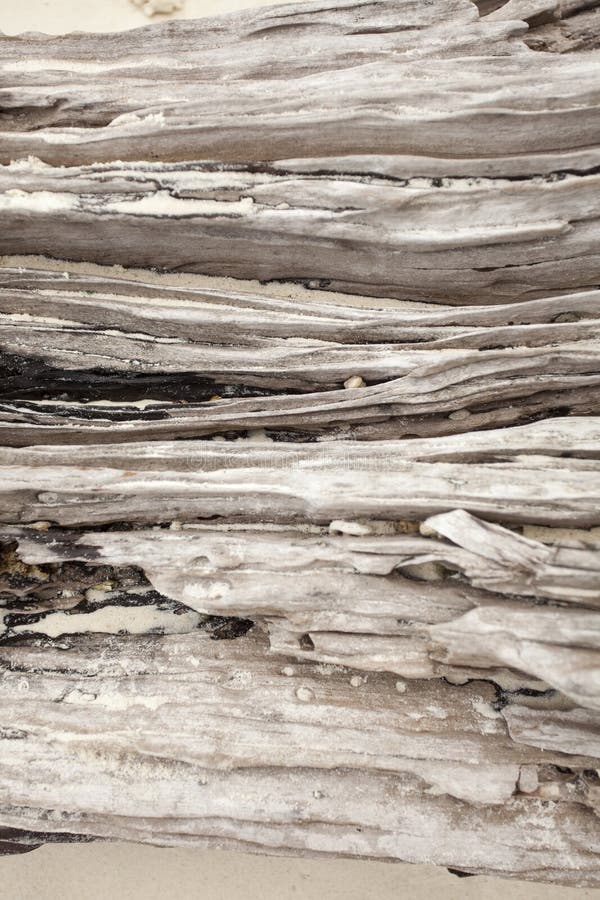 Beach wood log stock photo. Image of tree, skin, texture - 30479404