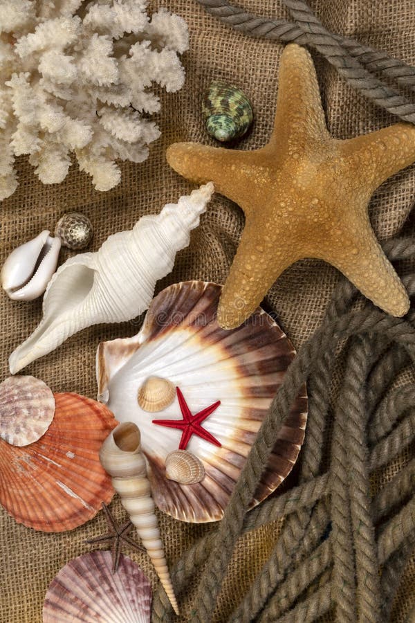 Seashell on a Beach in Fiji Stock Image - Image of tropics, pacific ...