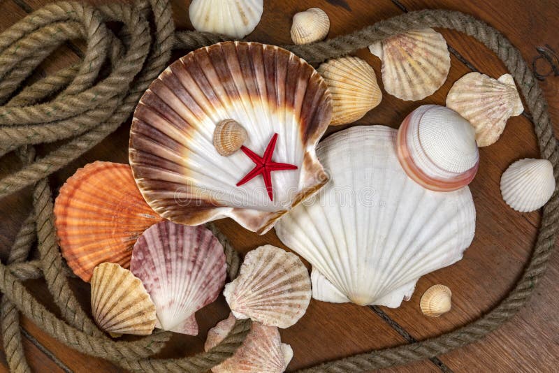 Seashell on a Beach in Fiji Stock Image - Image of tropics, pacific ...