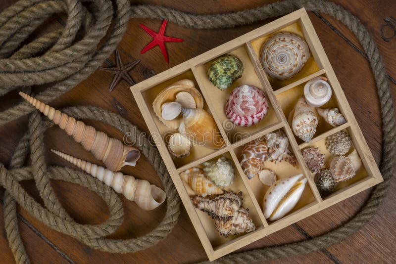 Seashell on a Beach in Fiji Stock Image - Image of tropics, pacific ...