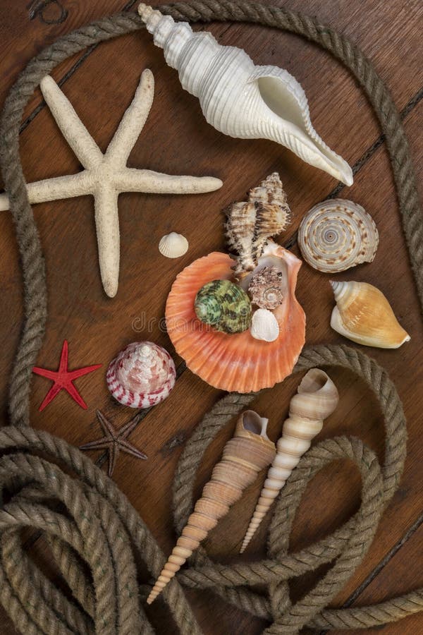 Seashell on a Beach in Fiji Stock Image - Image of tropics, pacific ...
