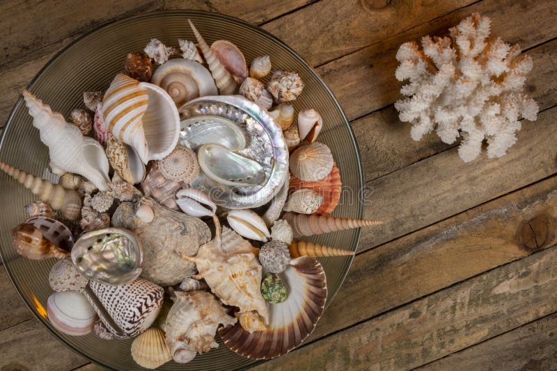 Seashell on a Beach in Fiji Stock Image - Image of tropics, pacific ...