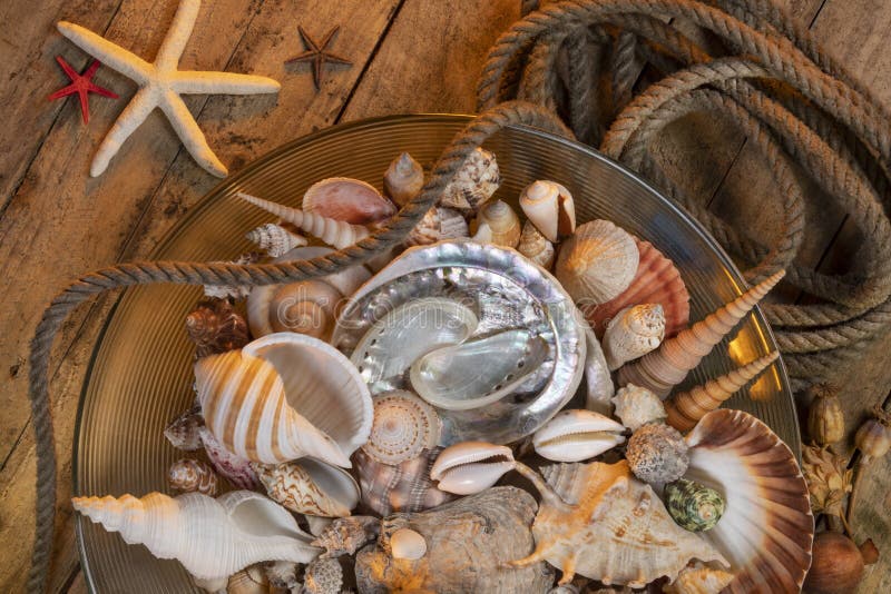 Seashell on a Beach in Fiji Stock Image - Image of tropics, pacific ...