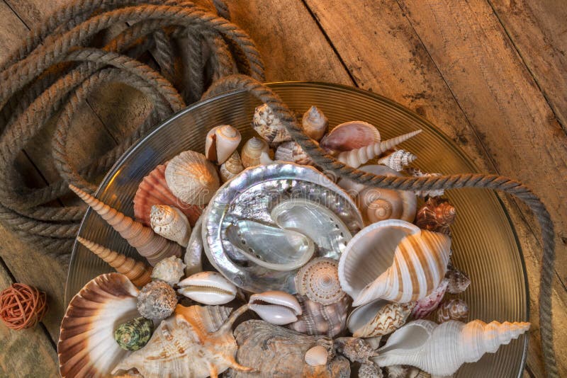 Seashell on a Beach in Fiji Stock Image - Image of tropics, pacific ...