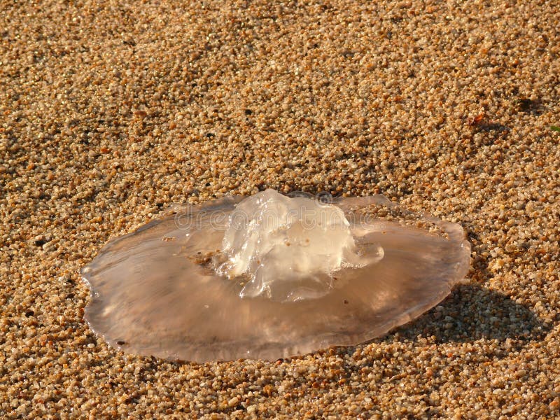 162 Beached Jelly Fish Stock Photos - Free & Royalty-Free Stock Photos ...