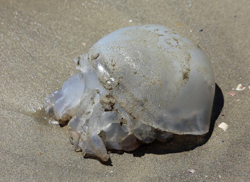 Beached Jellyfish on the Beach Stock Photo - Image of jellyfish, toxins ...