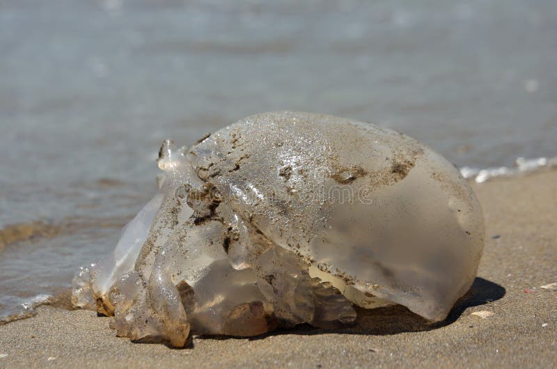 Beached Jellyfish on the Rocky Shore at Joemma Beach State Park Stock ...