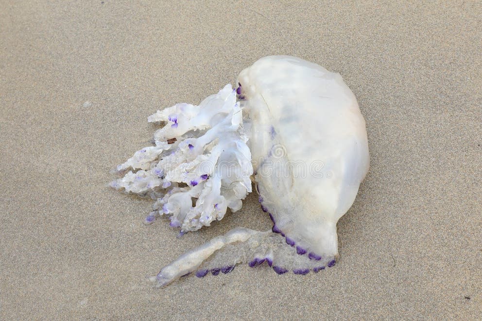 Beached Jellyfish with Stinging Tentacles on the Seashore Stock Image ...