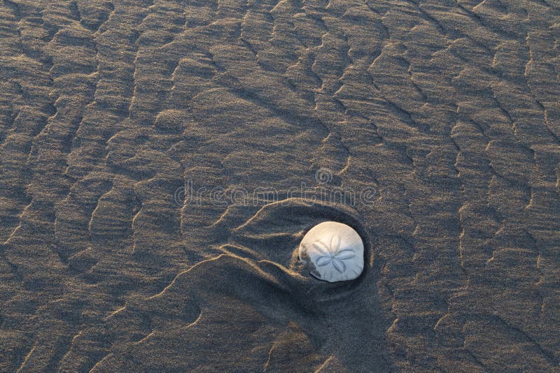 Beached Sand Dollar at Low Tide Stock Photo - Image of unbroken ...