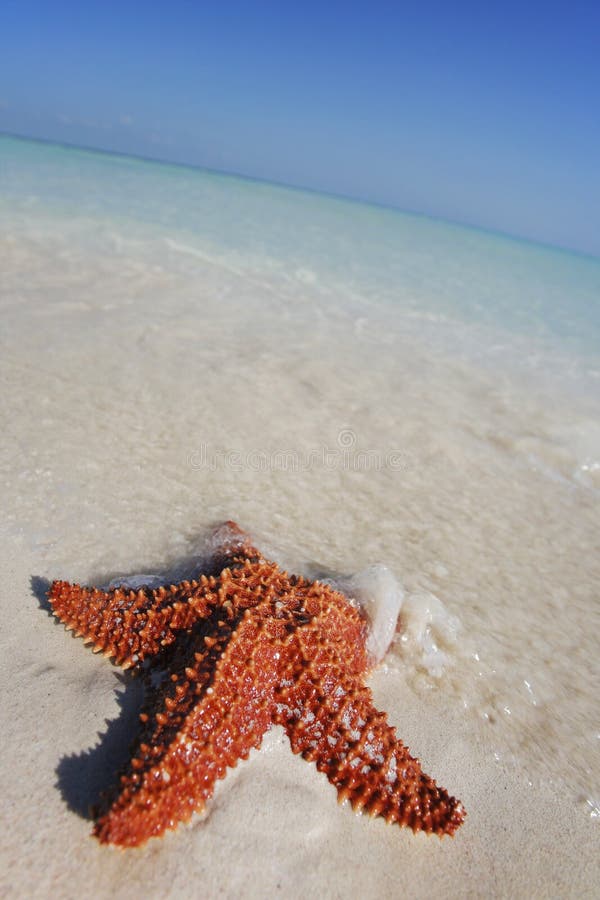 Beached Starfish stock photo. Image of sunny, vacation - 5000208