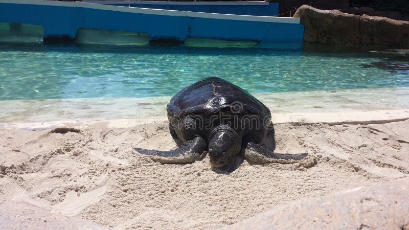 Beached turtle stock photo. Image of sand, beach, animal - 69006490