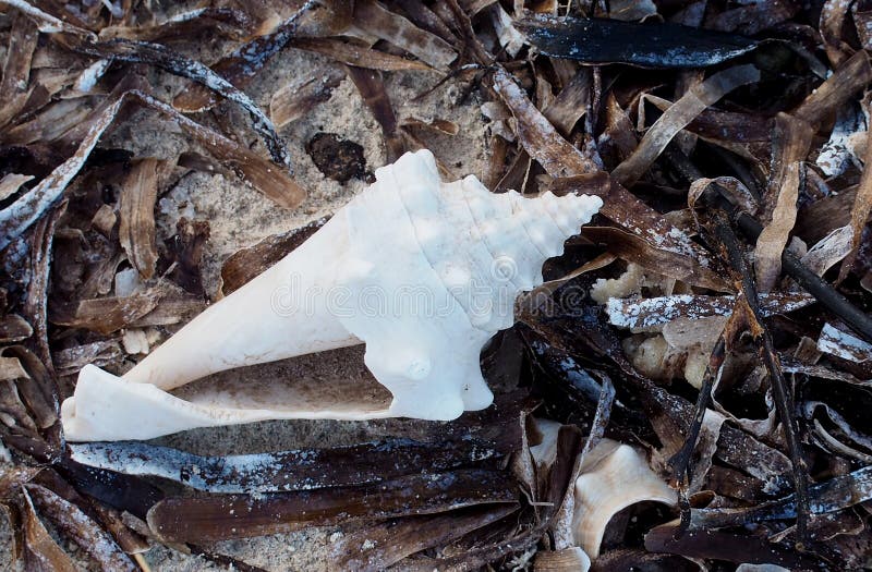 Beaches of Cuba stock photo. Image of seaweed, ocean - 64165626