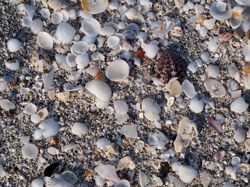 Beaches of Cuba stock photo. Image of shells, ocean, beaches - 53509980