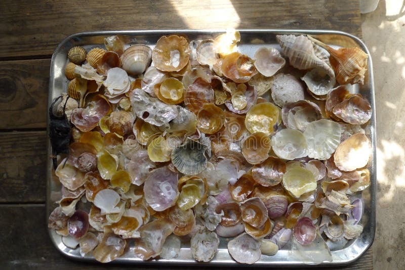 Beachlife stock image. Image of north, sand, seashell - 93395399