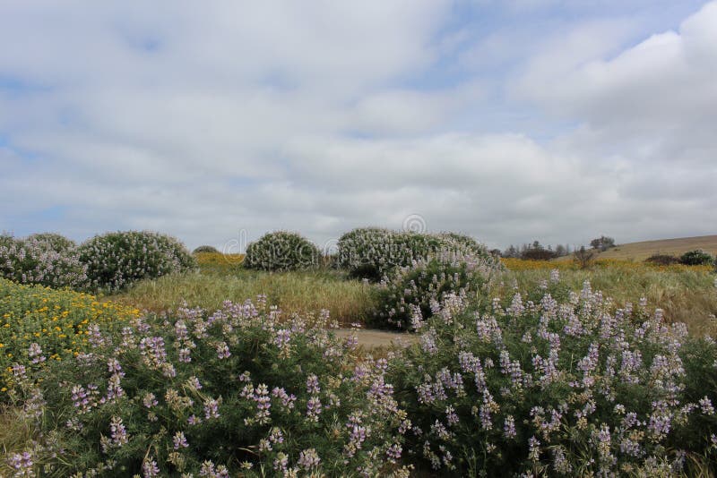 Beachside Cliffs Covered in Wild Flowers. Stock Image - Image of scenic ...