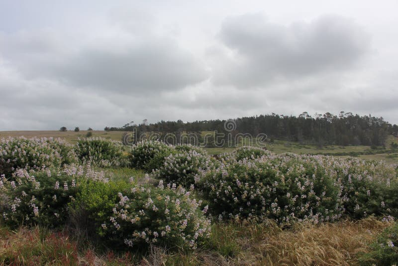 Beachside Cliffs Covered in Wild Flowers. Stock Image - Image of scenic ...
