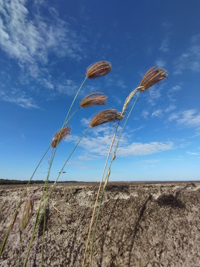 Beachside Flowers that Dance with the Wind Stock Photo - Image of blue ...