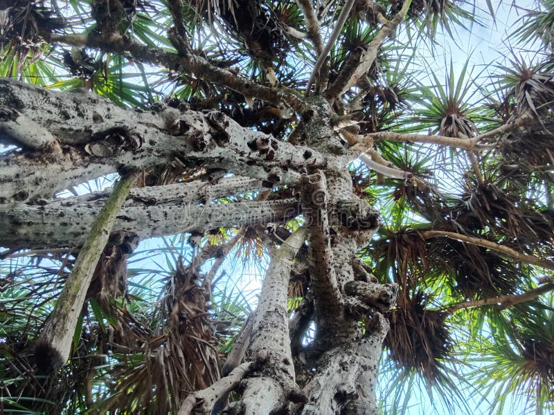 A Beachside Tree that is Beautiful and Charming with the Beauty Around ...