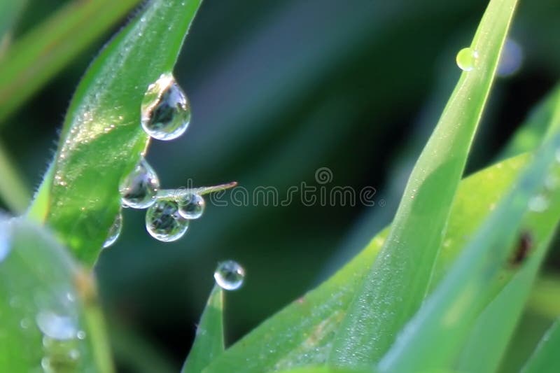 Bead grass stock image. Image of macro, environment, field - 11706311