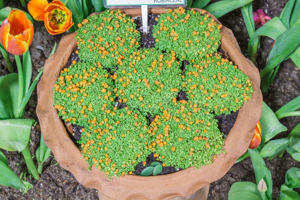 Bead plant in pot stock photo. Image of greenhouse, nertera - 73555470