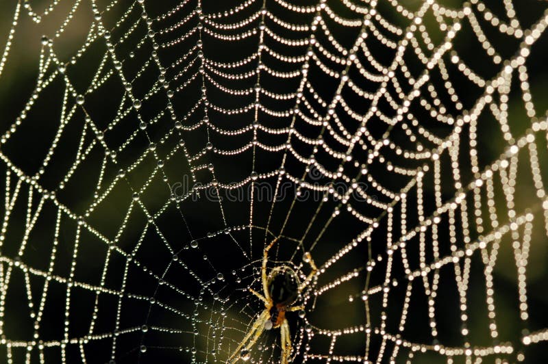 Cobweb stock photo. Image of closeup, insect, diamonds - 826790