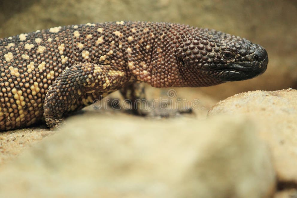 Beaded lizard stock image. Image of animal, lizard, reptile - 31688839