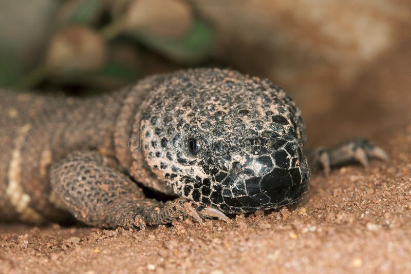 Beaded Lizard, Heloderma Horridum, a Venomous Specy Stock Photo - Image ...