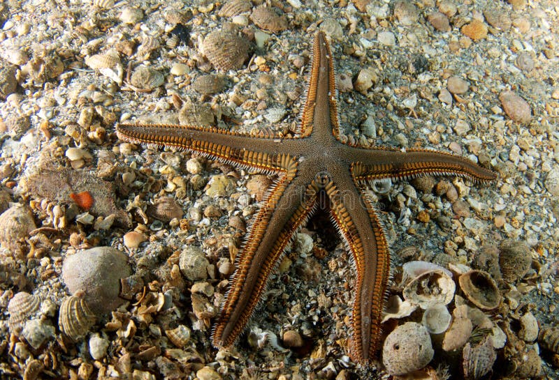 Beaded Sea Star stock image. Image of water, swim, fins - 17535385