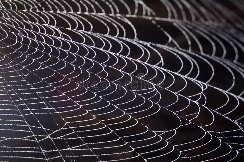 Beaded Spider Web stock photo. Image of spidery, isolate - 16813376