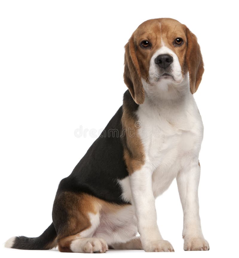 Front View Beagle 1 Year Old Sitting Brown Background Stock Photos ...