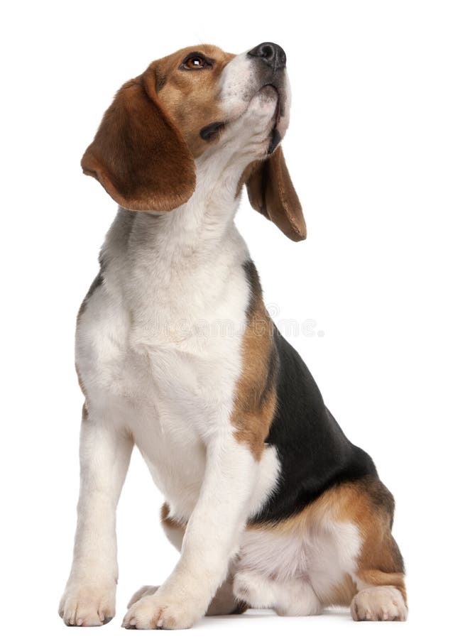 Beagle 1 Year Old Sitting Looking Up Stock Photos - Free & Royalty-Free ...