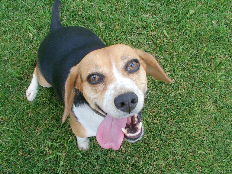 Beagle stock image. Image of grass, doggy, happy, color - 110813
