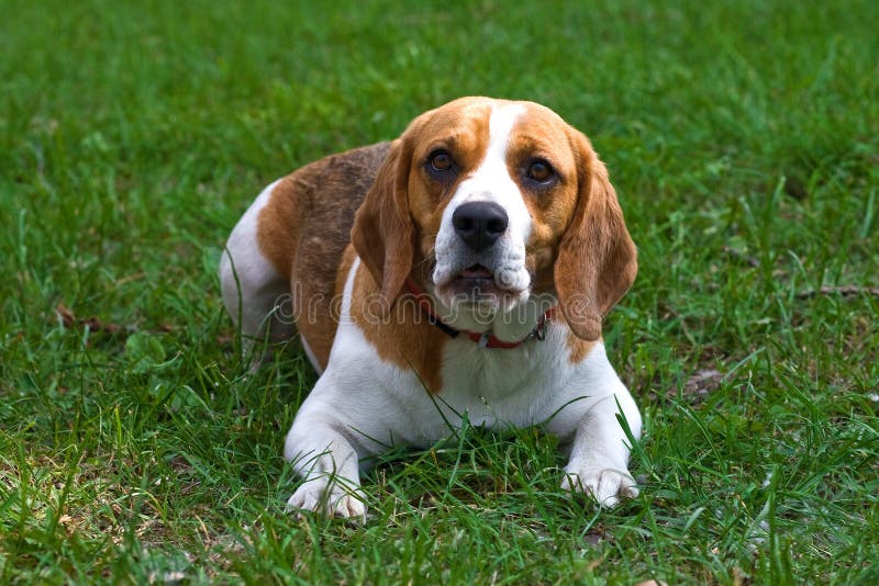 Beagle stock photo. Image of beagle, adorable, field - 11957056