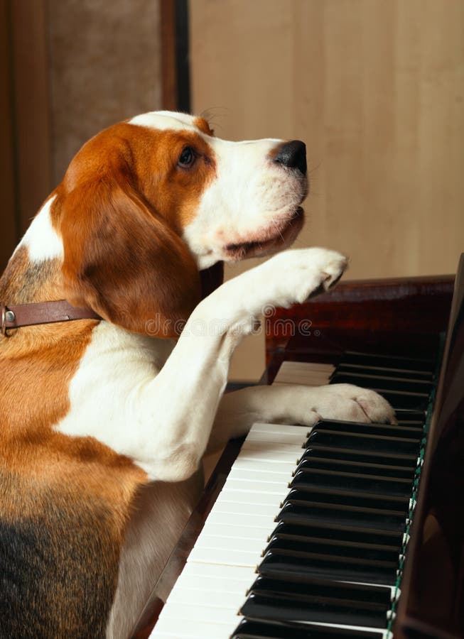 Beagle stock photo. Image of animals, puppy, musical - 12074854