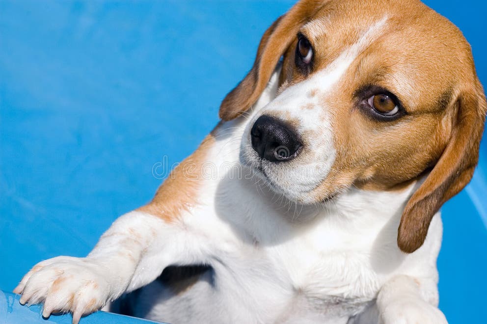 Beagle stock photo. Image of blue, pool, brown, head - 12334446