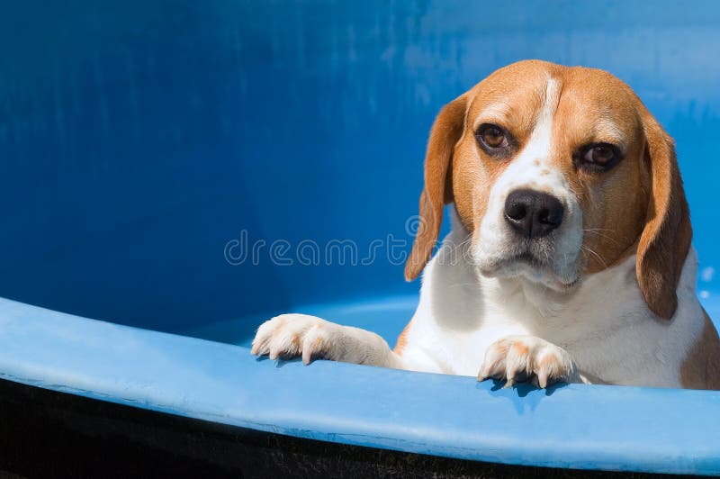 Beagle stock photo. Image of harrier, pool, brown, looking - 12334454