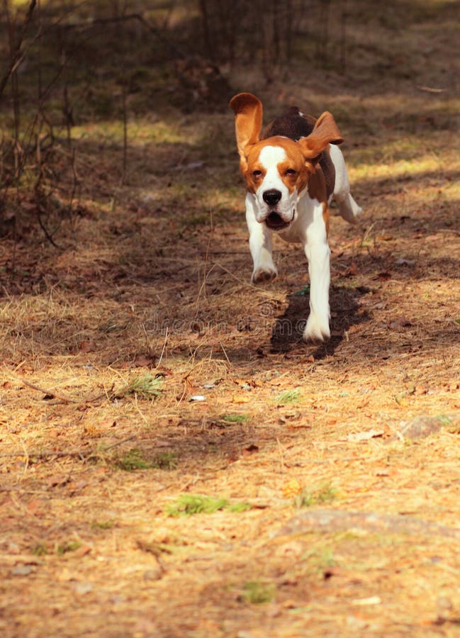 Beagle stock image. Image of cute, spring, jump, beagle - 13821955