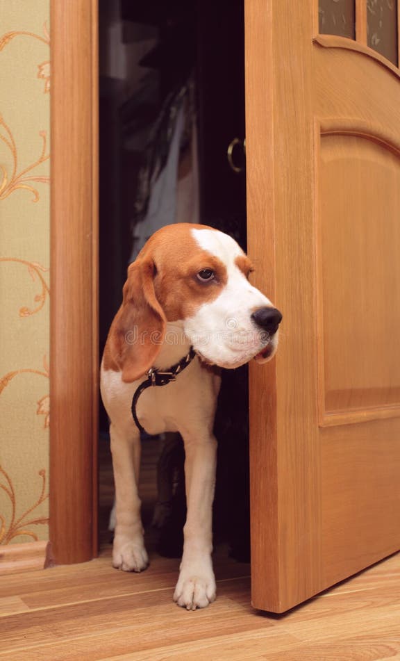 Beagle stock photo. Image of door, purebred, animals - 14366856