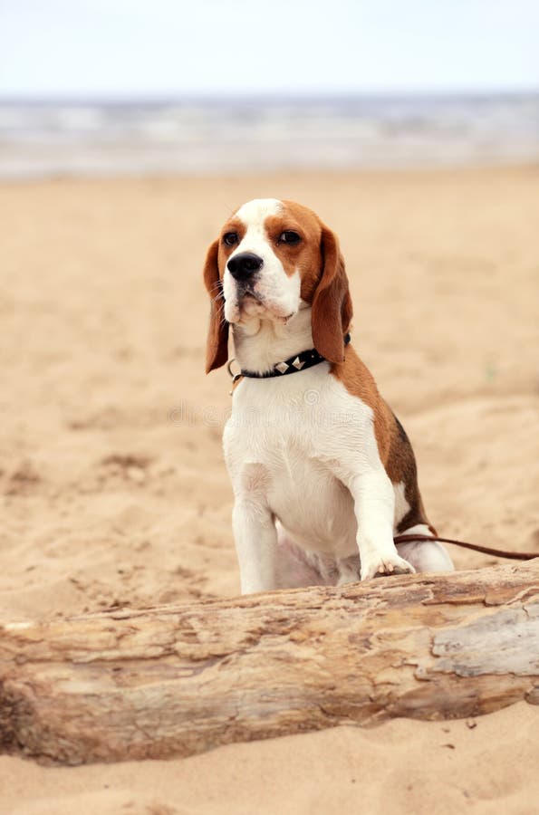 Beagle stock photo. Image of beagle, pets, beach, mammal - 15241060