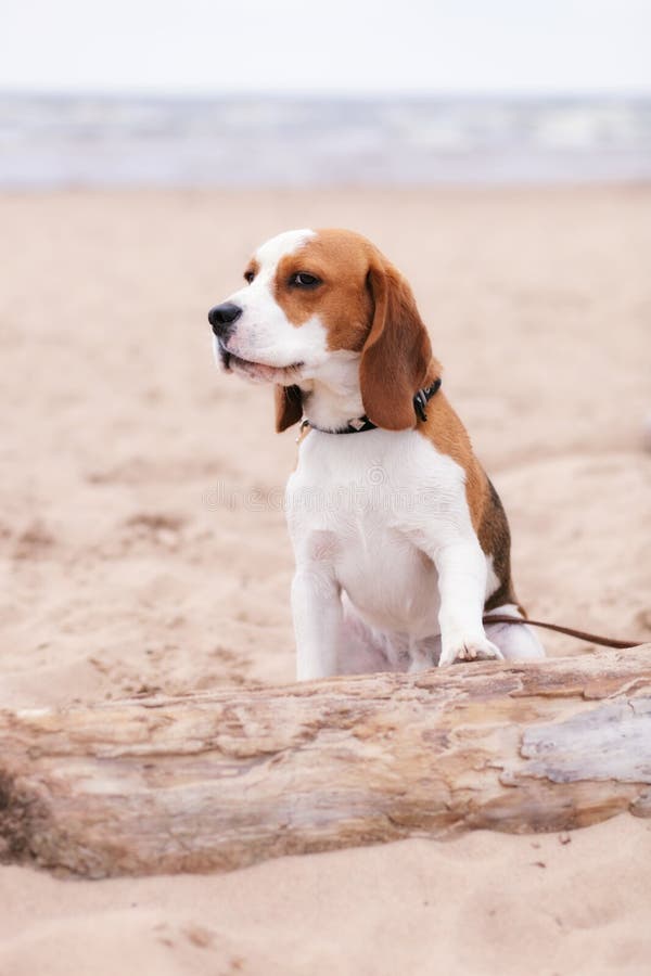 Beagle stock photo. Image of purebred, beagle, mammal - 16983088