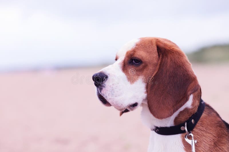 Beagle stock image. Image of profile, pets, mammal, beagle - 17372095