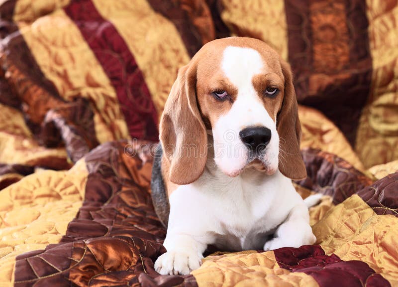 Beagle stock image. Image of pets, yellow, rest, beagle - 18853009