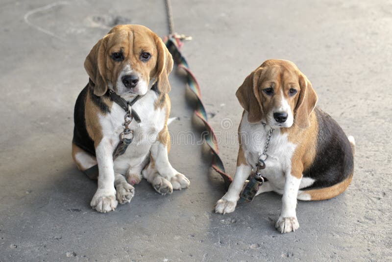 Beagle imagen de archivo. Imagen de lindo, animal, blanco - 47065845