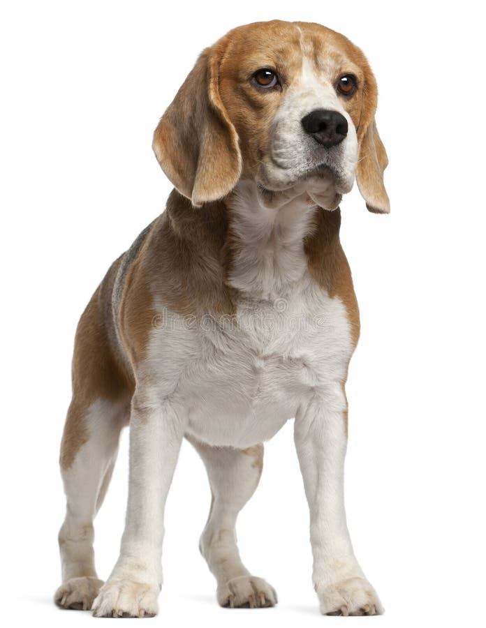 Beagle, 8 Years Old, Standing Stock Photo - Image of canine, purebred ...