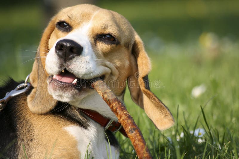 Fall beagle dog stock image. Image of warm, bokeh, face - 35091247