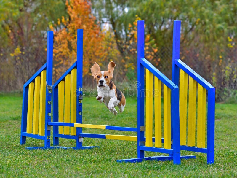 Beagle on agility training stock image. Image of funny - 215027955