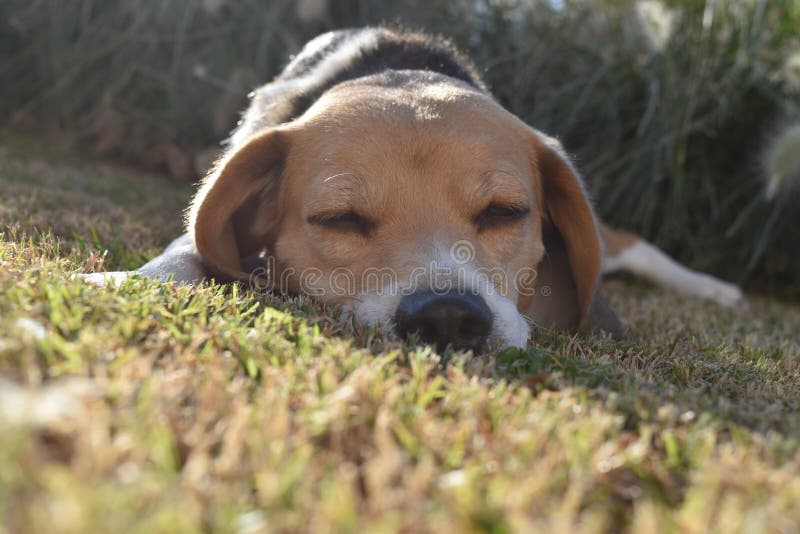 Beagle in the autumn sun stock image. Image of winter - 103817119