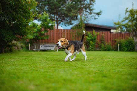 Beagle on the backyard stock photo. Image of dogcollar - 255235890