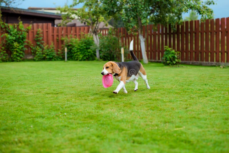 Beagle on the backyard stock photo. Image of break, english - 255235868